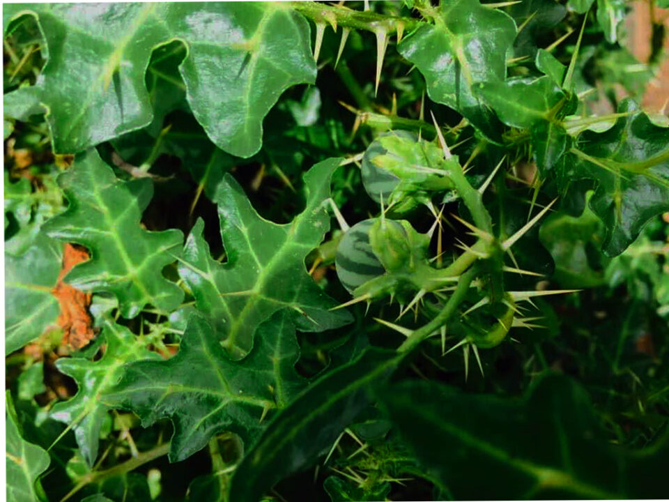 Home - Divine Plants | Until you Protect Nature Will Protect You