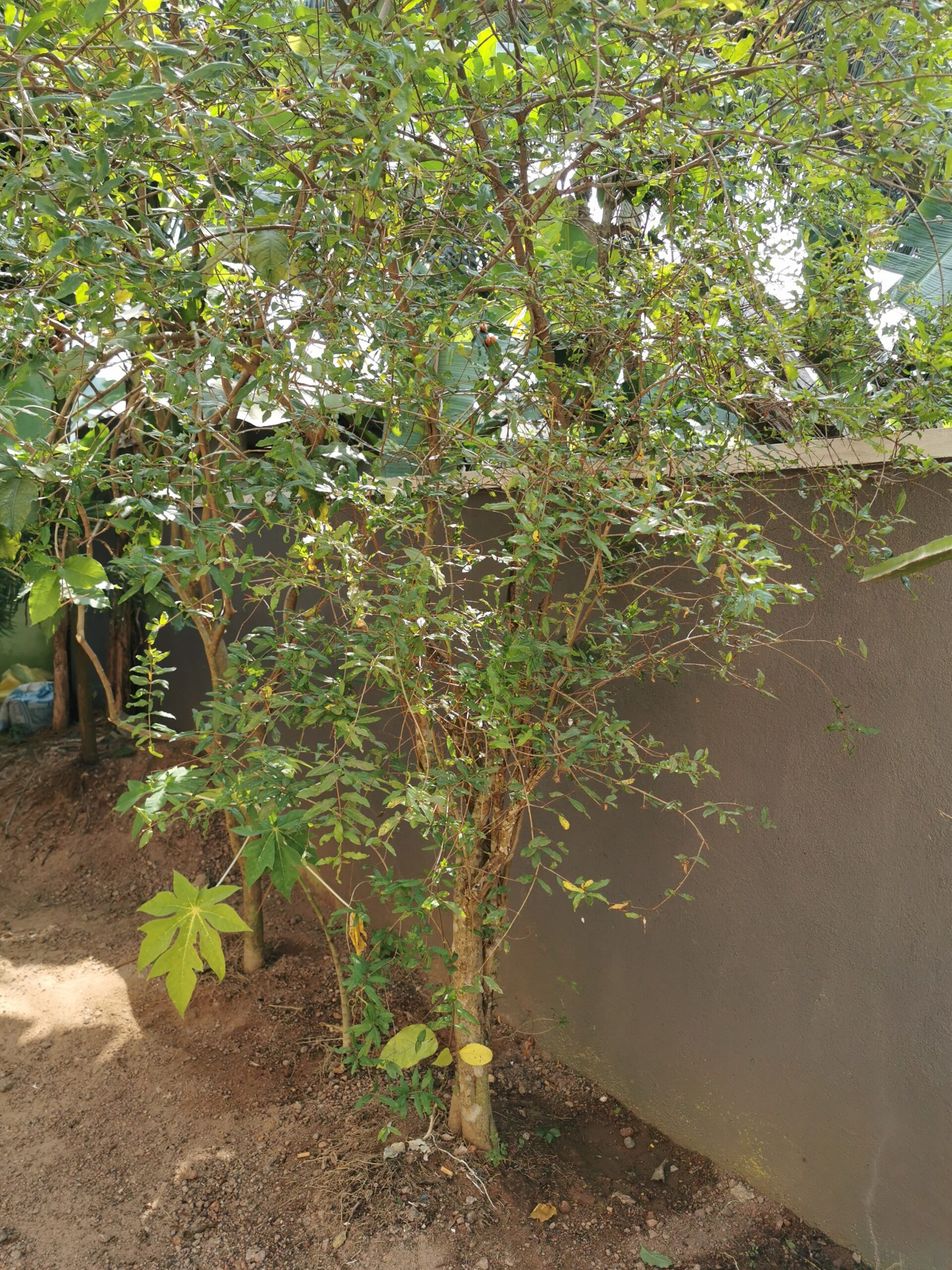 Incredible Benefits Of Pomegranate Delum For Skin, Hair, And Health