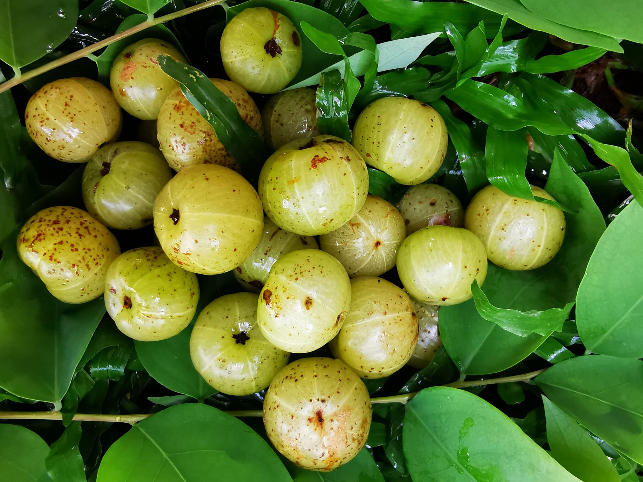 6 Health Benefits of Amla: The Power House Of Nutrition