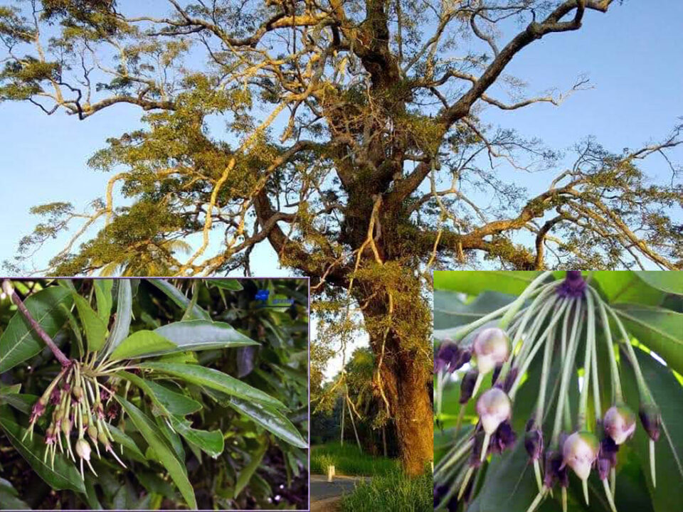 Amukkara Benifit and Details-Withania somnifera (L)