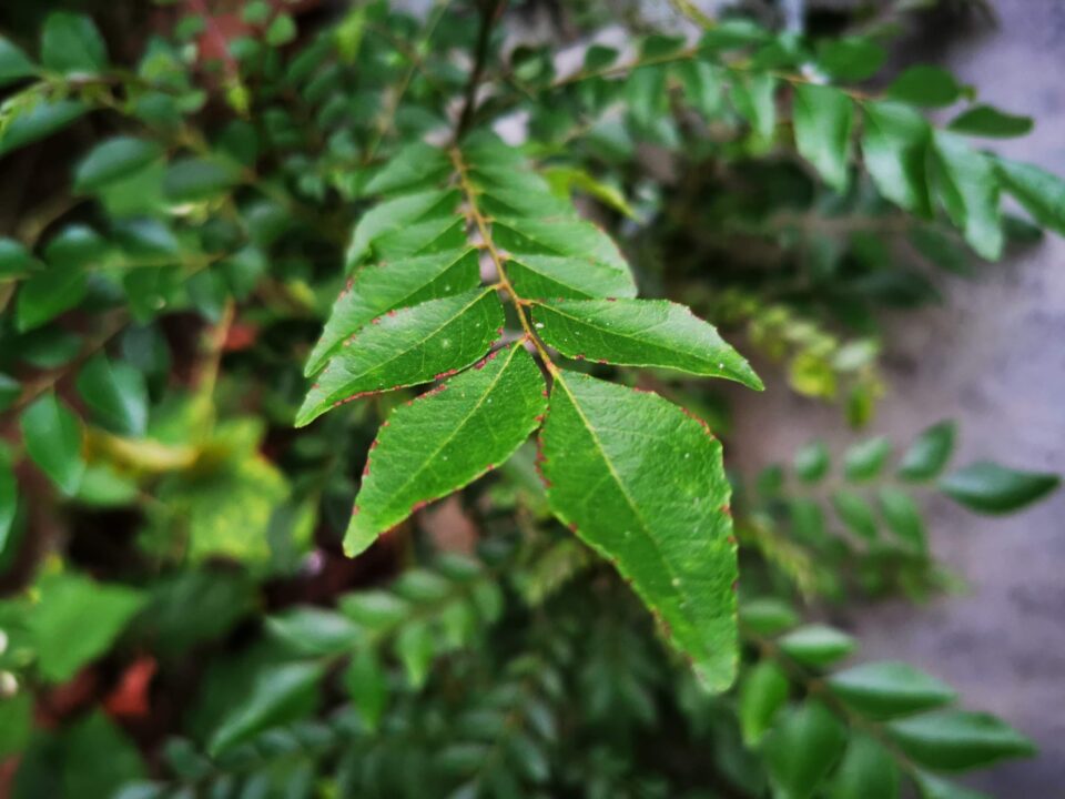 Curry Tree - The Taste and Quality of our Curry (Curry Leaves)