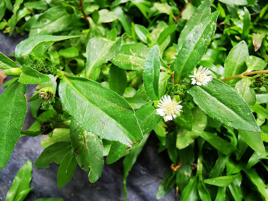 Mukunuwenna is a very popular herb as food for the people of Sri Lanka.
