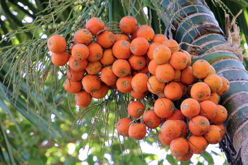 Areca Nut | Betel Nut | A Special Plant Grown Only In Asian Countries