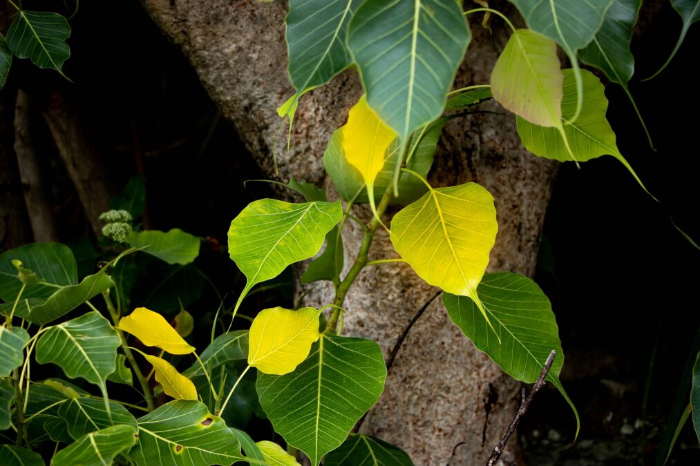 Bo Tree - Divine Plants