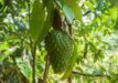 Annona Tree [Anoda] - Divine Plants