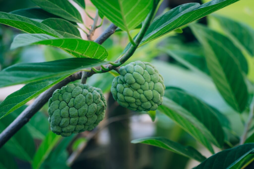 Annona Tree [Anoda] - Divine Plants