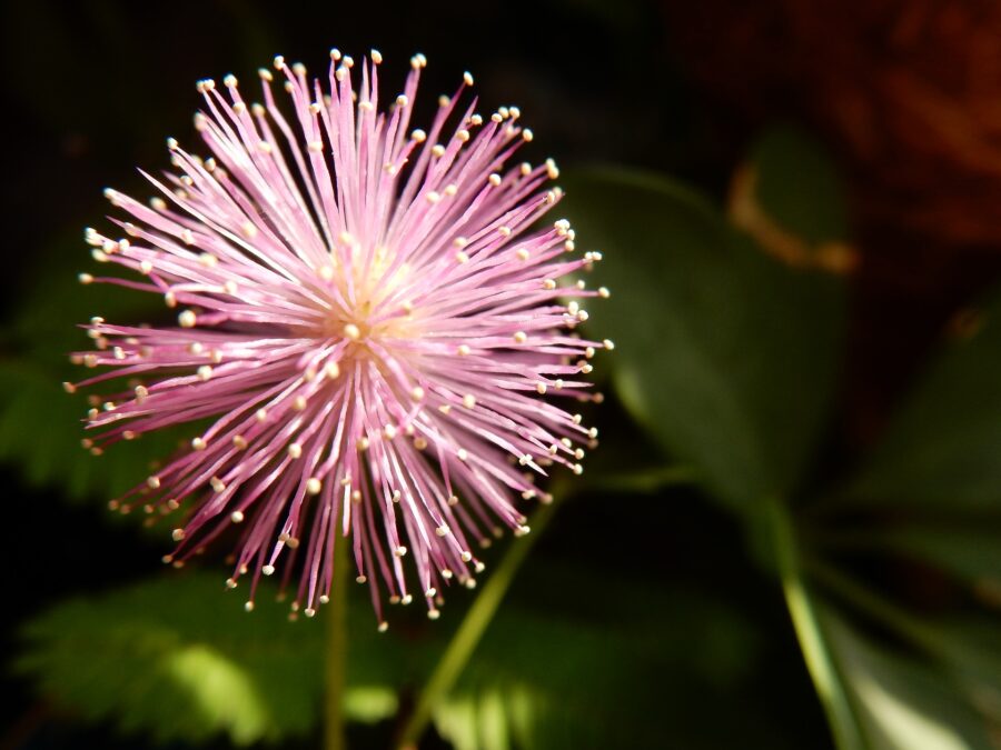 Mimosa Pudica Plant [Nidikumba] - Divine Plants