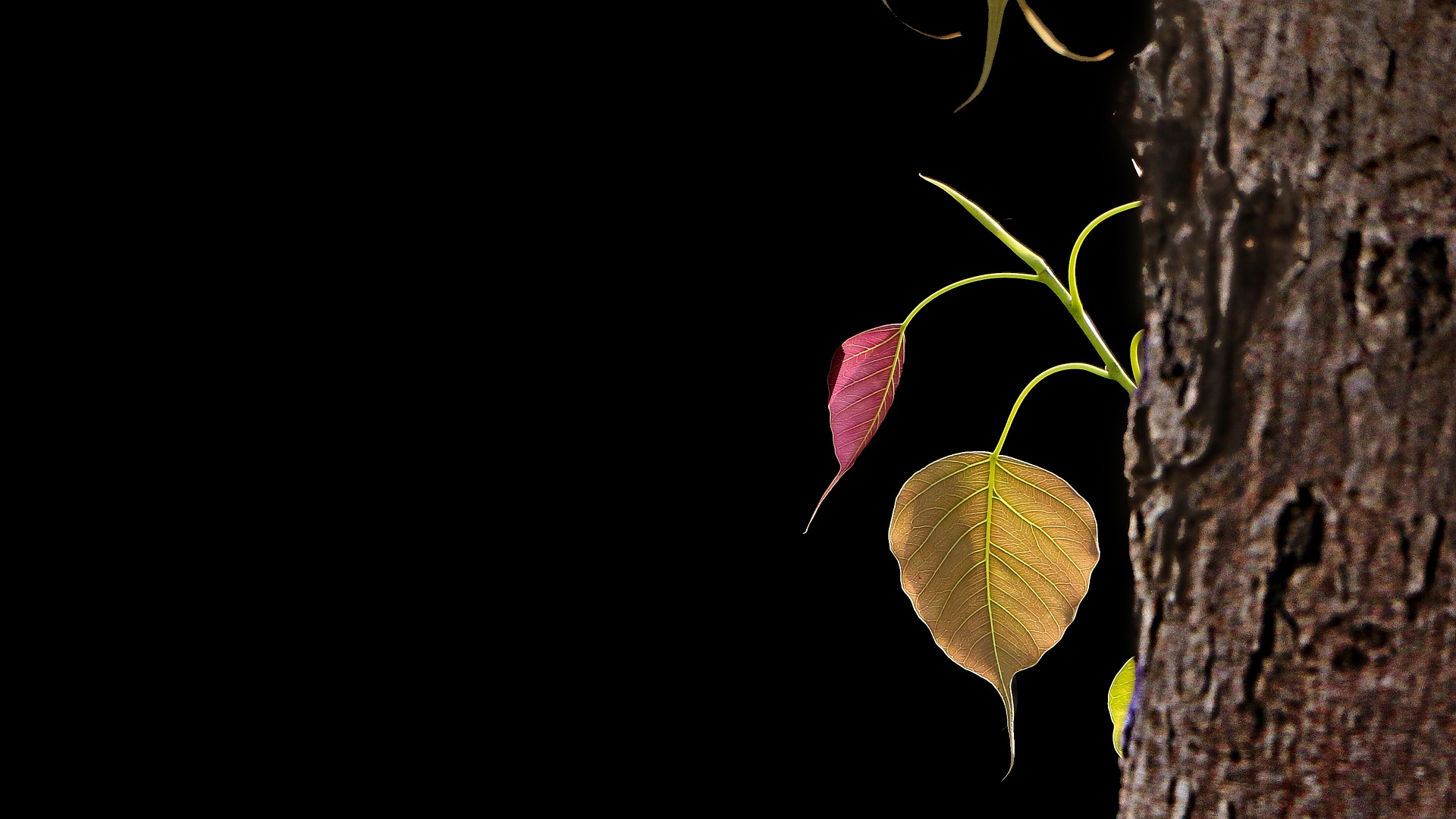Bo Tree - Divine Plants