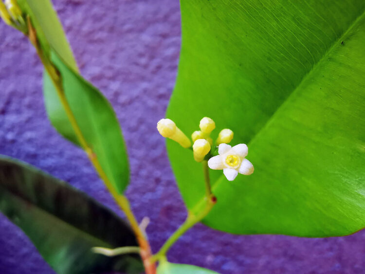 Gyrinops Walla [Wallapatta] - More Valuable Plant Than Gold
