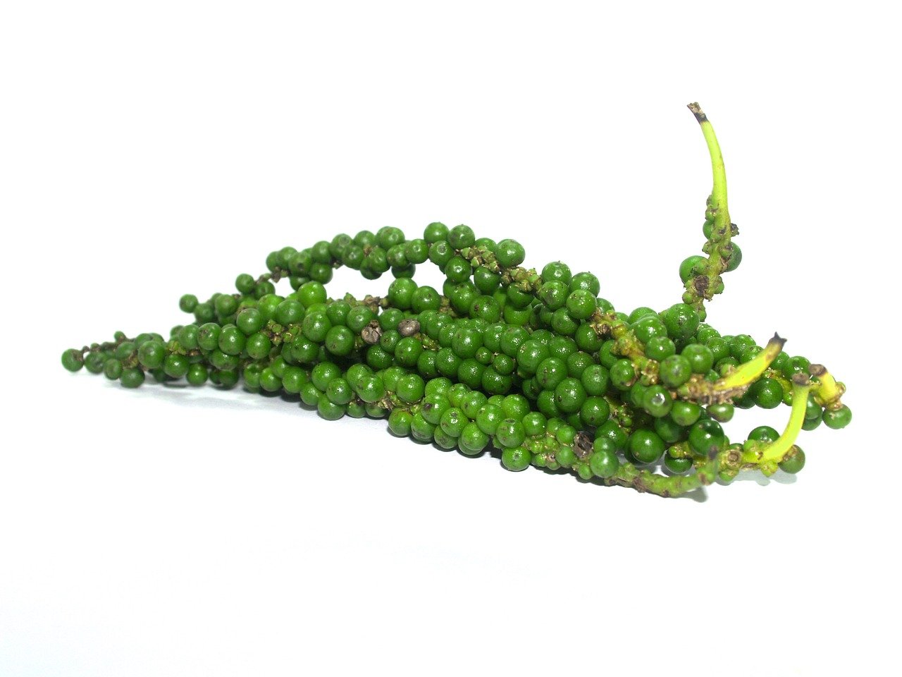 Black Pepper Plant - Known As The "King of Spices"