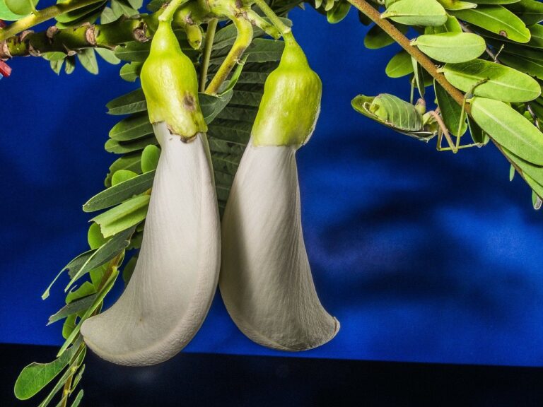 Hummingbird Tree [Kathurumurunga] - Divine Plants