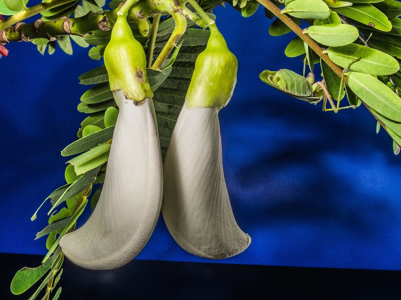 Hummingbird Tree [Kathurumurunga] - Divine Plants