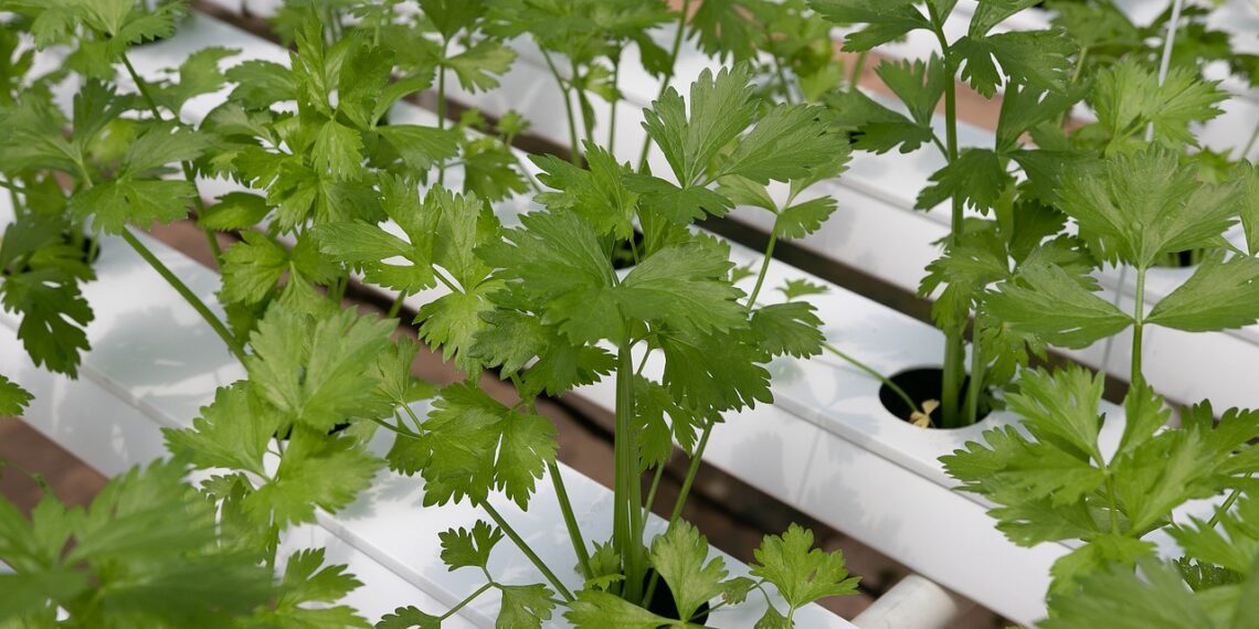 Annona Tree [Anoda] - Divine Plants