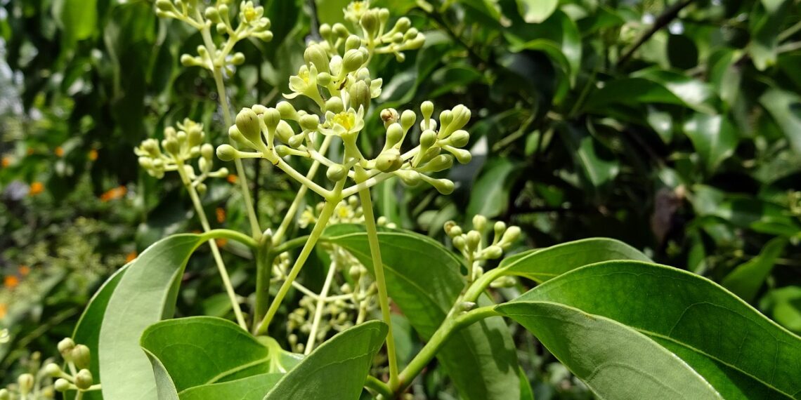 Incredible Benefits Of Pomegranate Delum For Skin, Hair, And Health